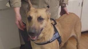 DNA Evidence Proves Jeb The Dog Is Innocent, Saves His Life - Legal Reader
