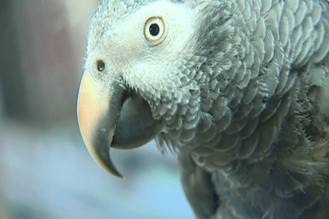 Pet Parrot Witnesses Murder, Tells Whole Story - Legal Reader