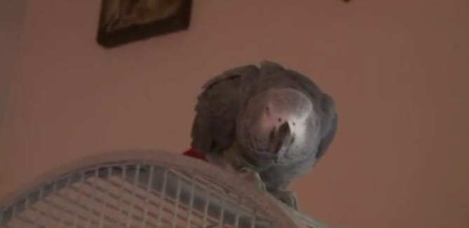 Pet Parrot Witnesses Murder, Tells Whole Story - Legal Reader