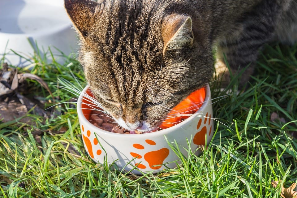 Potential Salmonella Contamination Prompts Recall Of Certain Cat Food